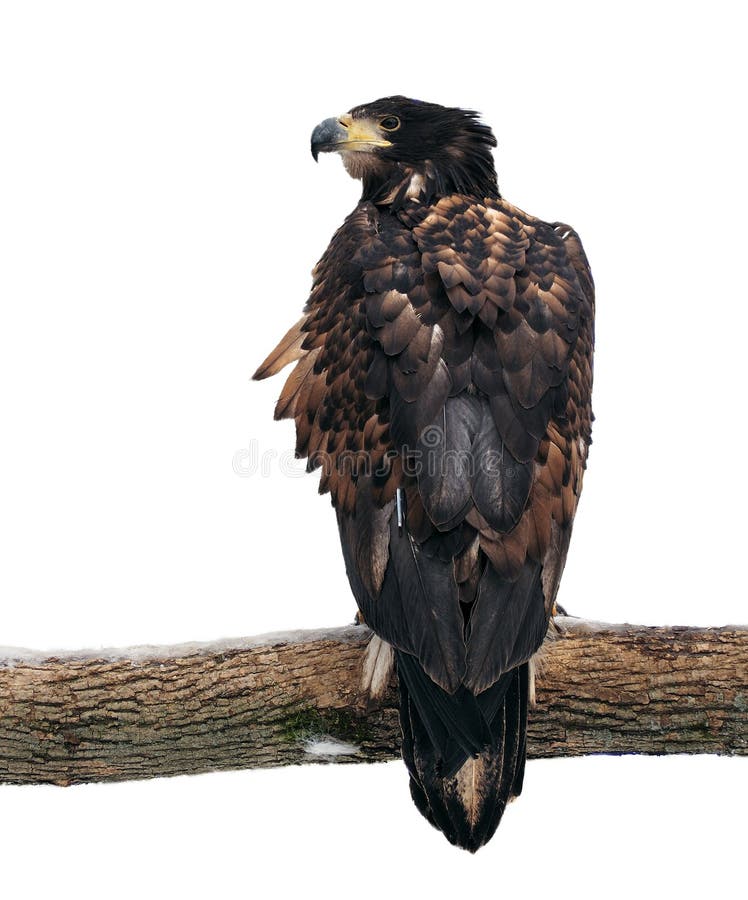 Eagle at Branch Looking Back Isolated at White Stock Image - Image of ...