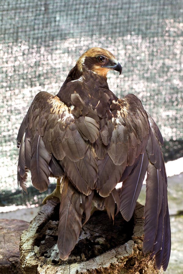 Bird Broken Wing Stock Photos - Download 336 Royalty Free Photos