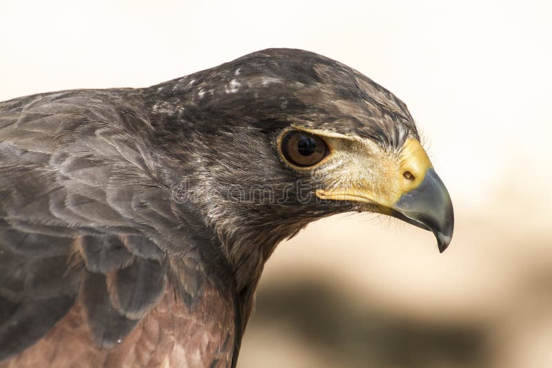 Eagle Brown Plumage and Pointed Beak Stock Photo - Image of eagles ...