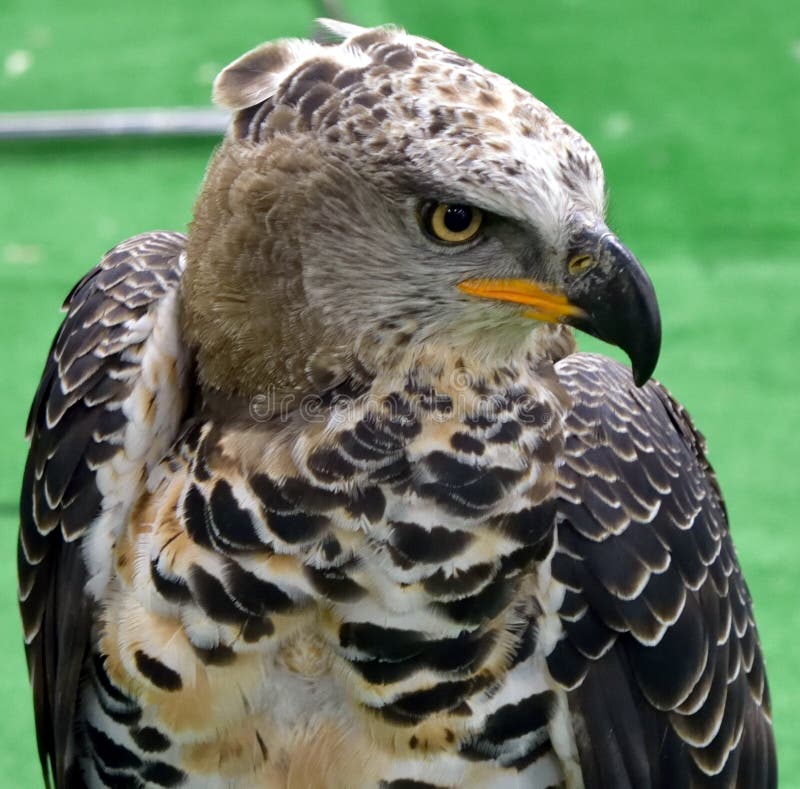 Eagle stock photo. Image of hawk, staring, head, raptor - 41360610