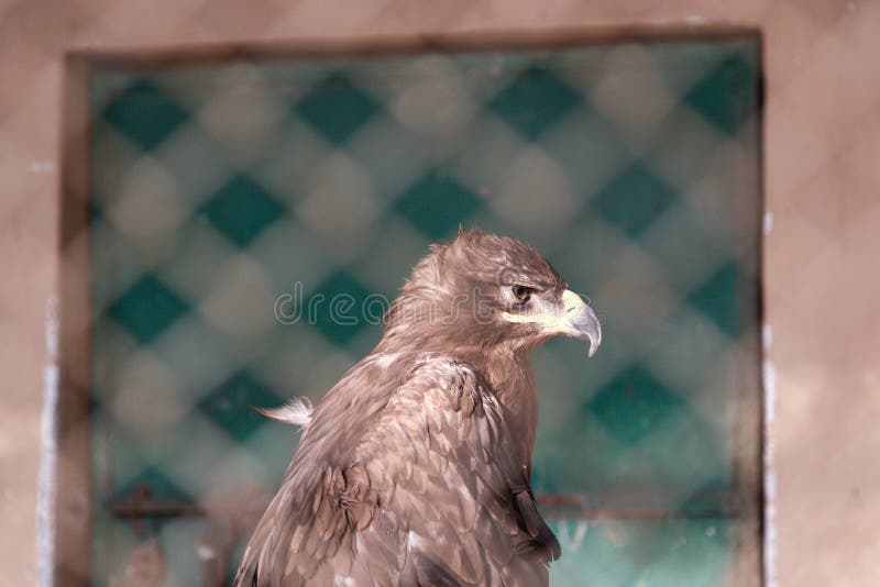 An eagle in a cage. stock photo. Image of legs, great - 166324852