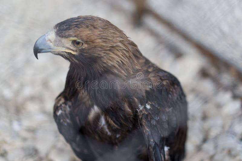 Eagle in a Cage. Sad Eagle. Sad Hawk. Sad Bird. Sadness Stock Image ...