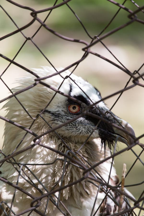 Eagle in a cage stock photo. Image of staring, predator - 102577646
