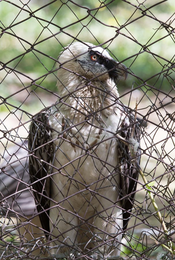 Eagle in a cage stock image. Image of gallicus, birds - 102577767