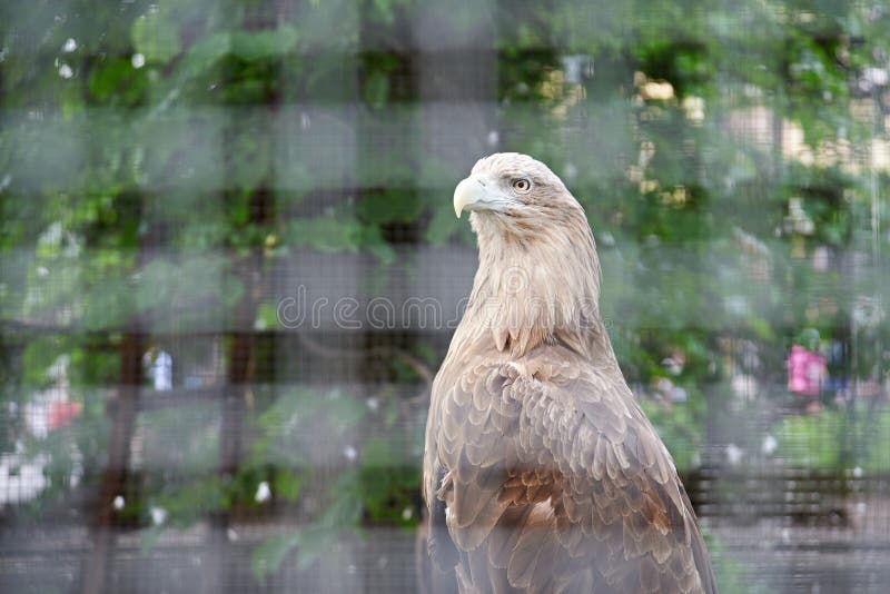 Eagle in cage at zoo stock image. Image of beatiful, salvage - 41848393