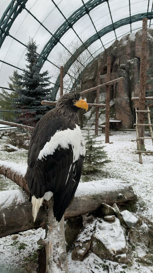 Eagle with Large Yellow Beak in Cage at Zoo Stock Image - Image of ...