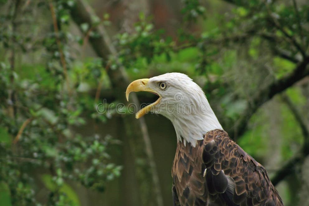 Eagle Call stock image. Image of calling, flying, profle - 149985