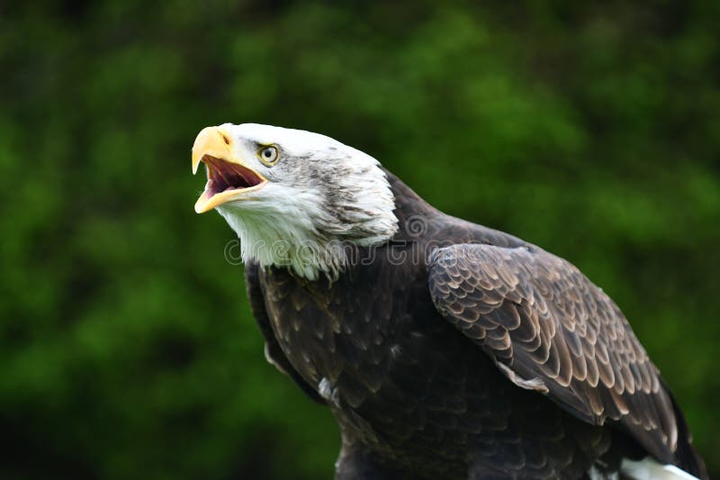 Eagle calling stock image. Image of bird, shot, looking - 277099633