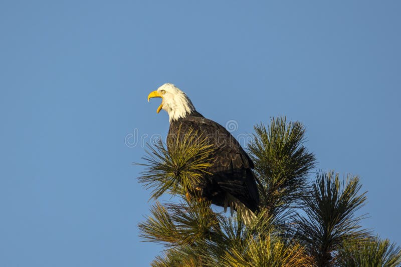 Eagle Calling Out To Others Stock Image - Image of beak, brown: 205491009