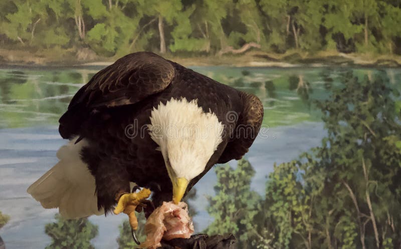 An Eagle in Captivity Eats Meat Stock Photo - Image of history ...