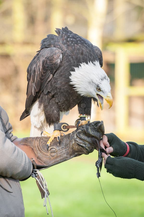 Eagle in captivity stock image. Image of animal, closeup - 55423481