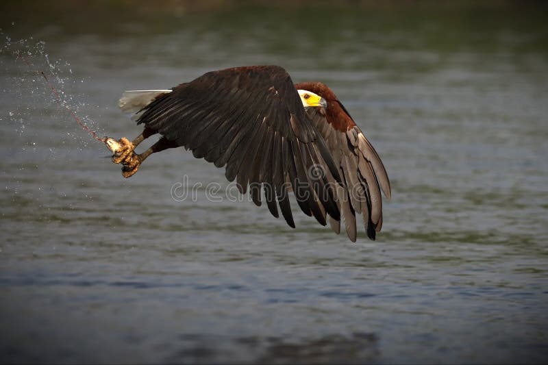 Eagle Catching Fish while Flying Over the Lake in Uganda Stock Photo ...