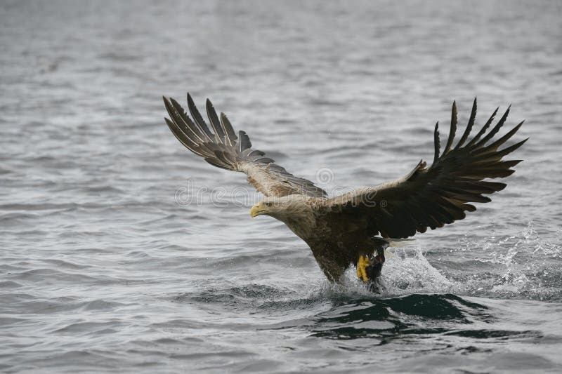Eagle Catching Prey stock photo. Image of flight, apex - 42904598