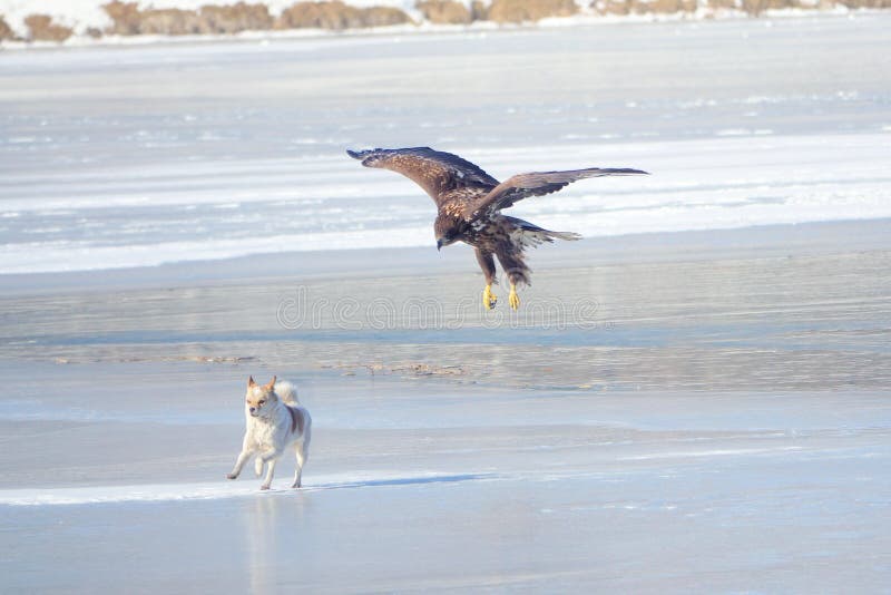 Eagle and dog stock image. Image of bird, white, winter - 170909077