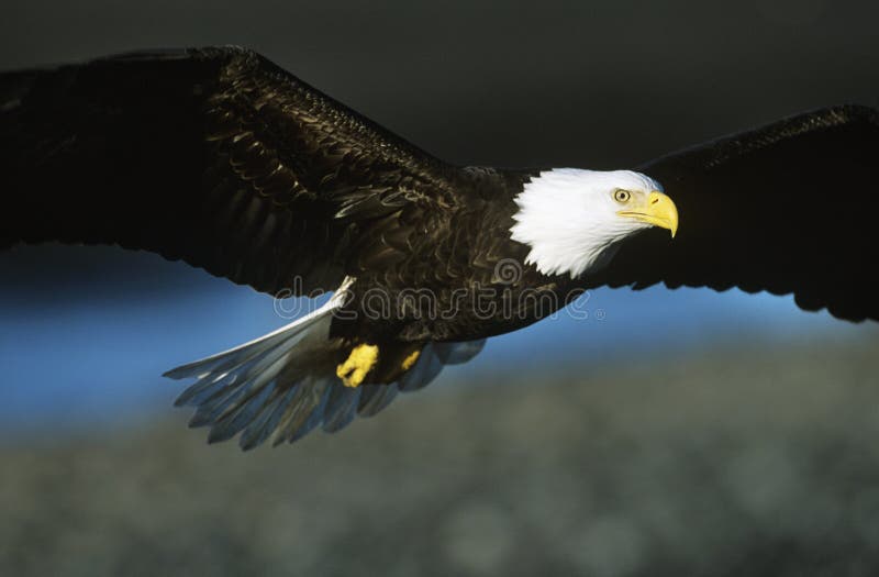 Eagle Chauve Volant, Homer, Alaska Image stock - Image du oiseau ...