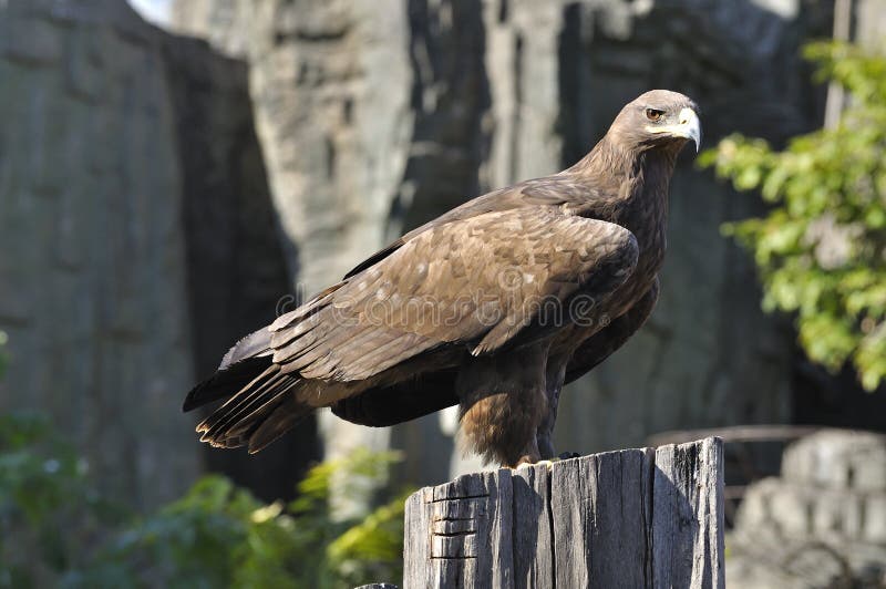 An Eagle in China stock image. Image of china, birds - 16754141