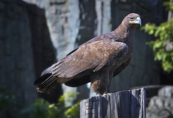An Eagle in China stock photo. Image of conservation - 38456116