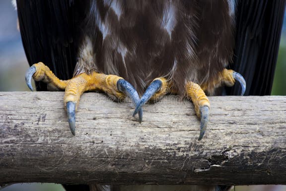 Eagle claws stock image. Image of feathers, prey, grip - 8444183