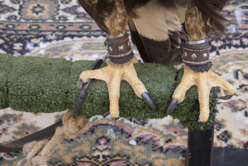 Eagle claws on a poster stock image. Image of mountains - 187092475