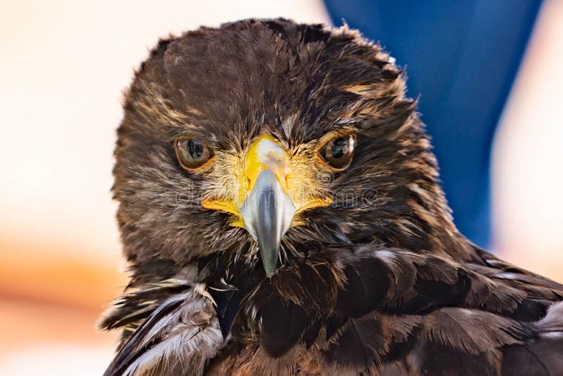 Birds Close Up during a Display Stock Image - Image of closeup, eagle ...