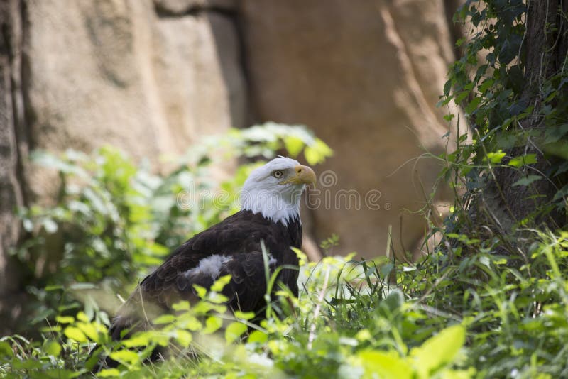 Eagle stock photo. Image of outdoors, mexico, bald, freedom - 82903140