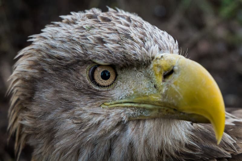 Eagle Close Up Portrait stock image. Image of brown, creature - 90369833