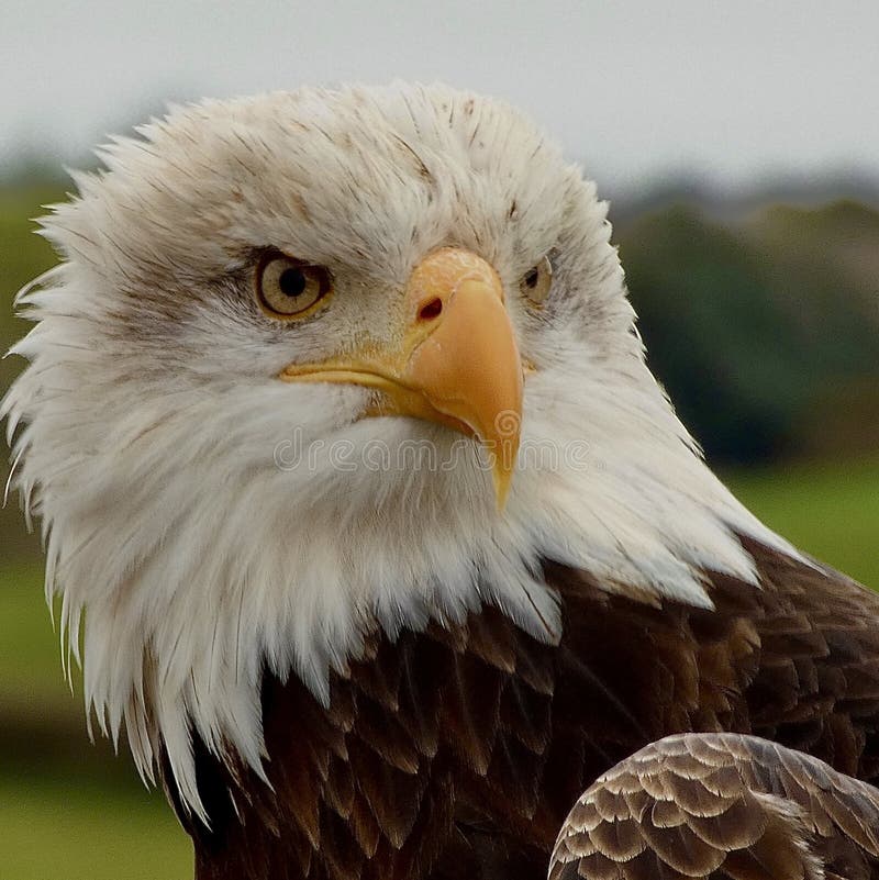 140 Eagle Looking Forward Stock Photos - Free & Royalty-Free Stock ...