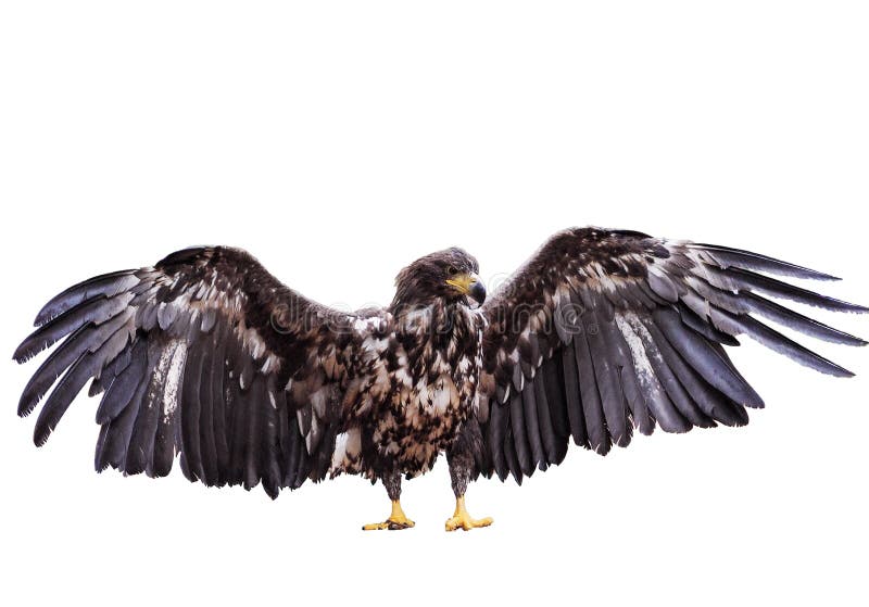 38,711 Ali Aquila Con Le Foto stock - Foto stock gratuite e royalty ...