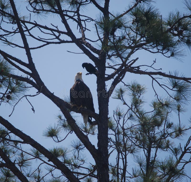 An Eagle and a Crow stock image. Image of stare, crow - 5469983