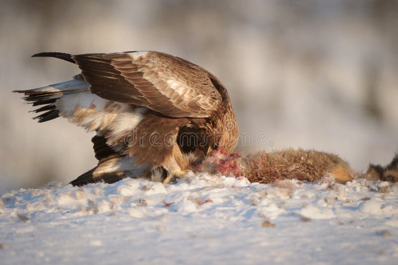 Eagle Defecation de oro imagen de archivo. Imagen de hielo - 37347515