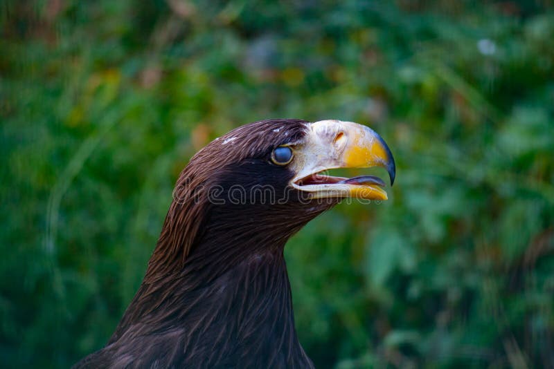 Eagle Open Mouth Stock Photos - Download 131 Royalty Free Photos