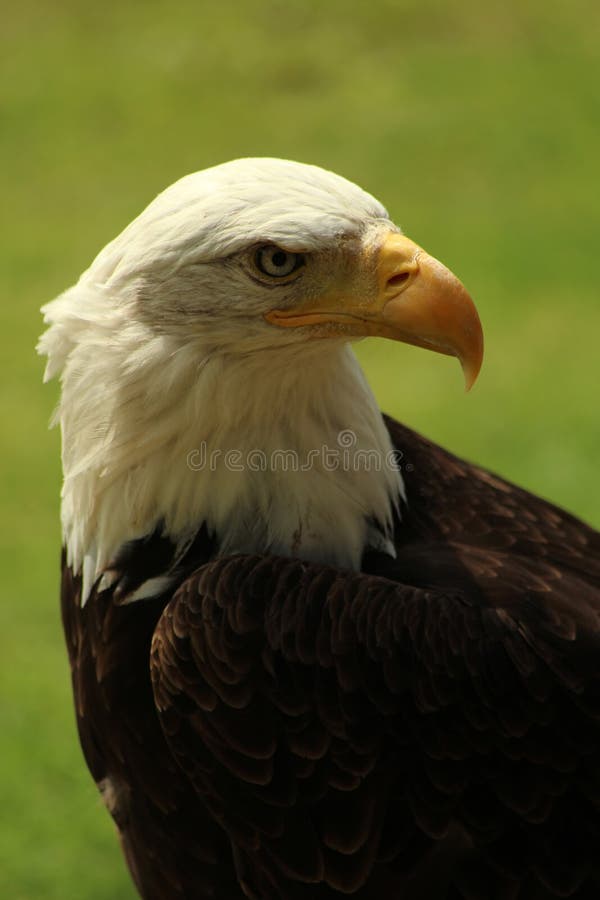 Old North American Bald Eagle Bowing His Head Stock Image - Image of ...