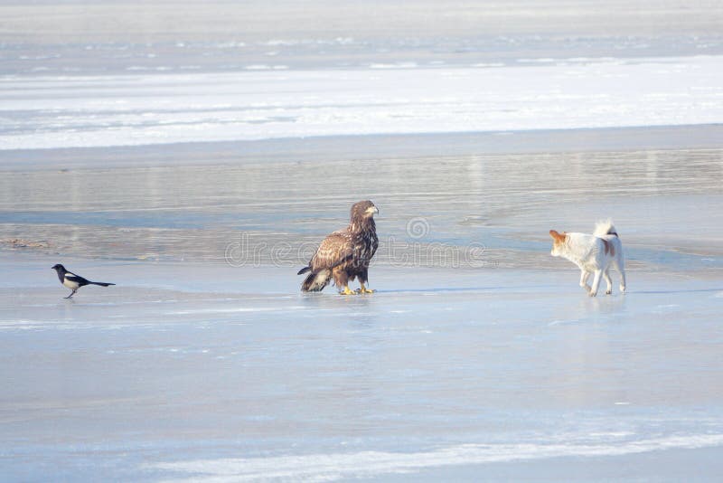 Eagle and dog stock photo. Image of animals, talied - 170918522