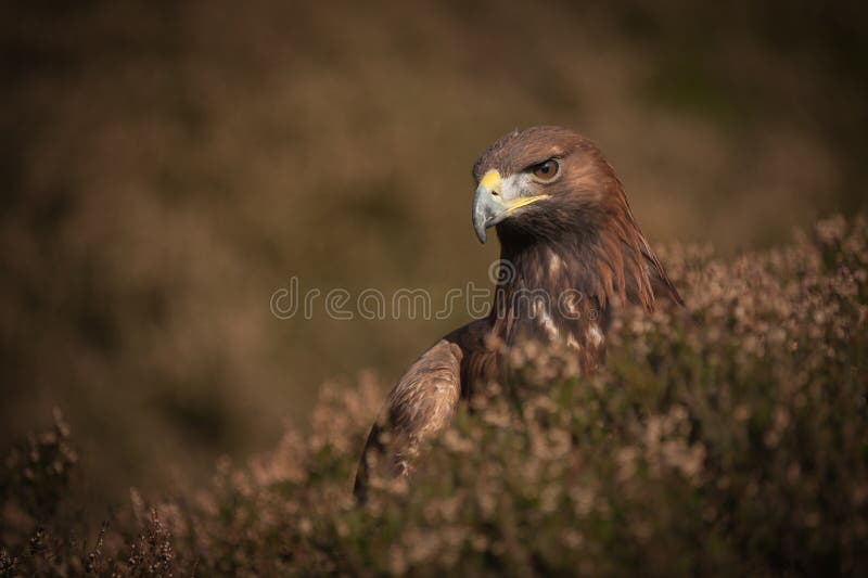 Eagle Defecation dourado imagem de stock. Imagem de alimento - 37347515