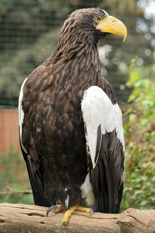 Eagle. stock photo. Image of beak, predators, accipitriformes - 42857948