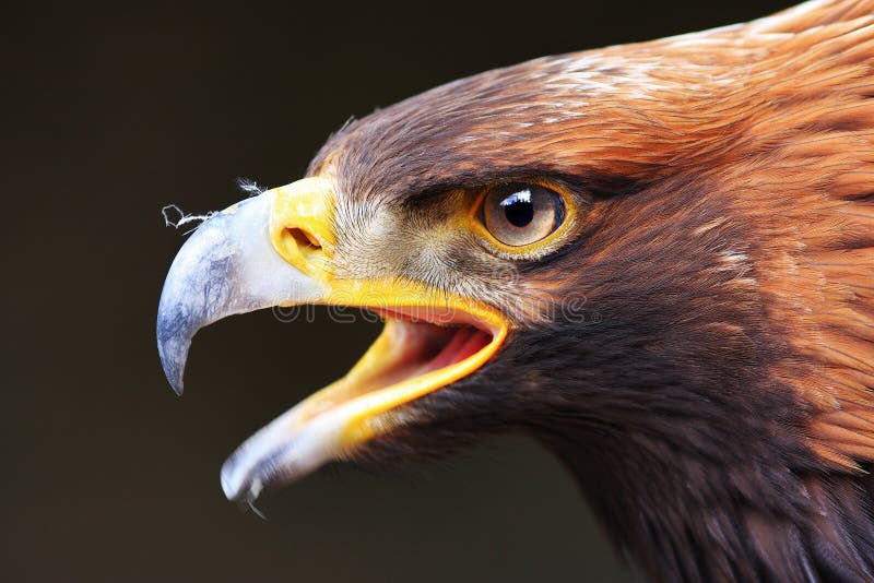 Eagle Eastern stock photo. Image of mammal, raptor, black - 29645900