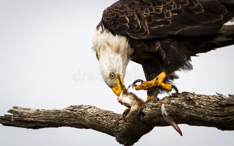 Bald Eagle (lat. Haliaeetus Leucocephalus) Stock Photo - Image of ...