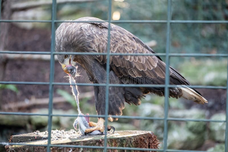 Eagle Eating a mouse stock photo. Image of fish, eagle - 135645130