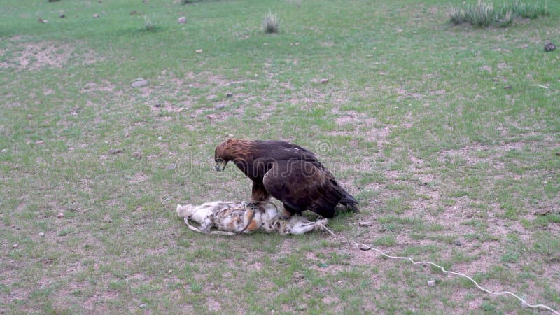 Eagle eating raw meat. stock video. Video of kyrgyzstan - 281686253
