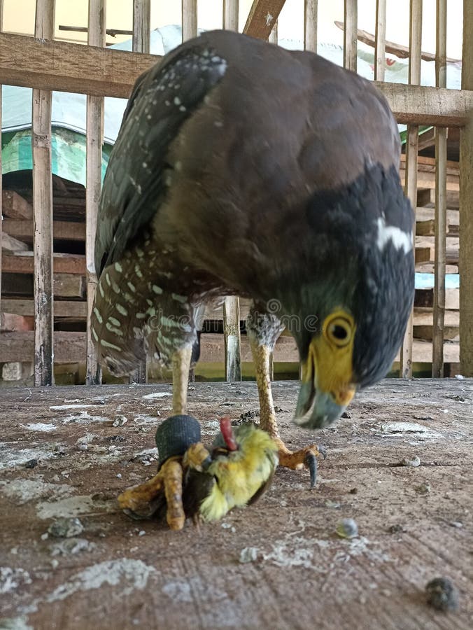 The Eagle is Eating a Small Bird Stock Image - Image of small, wildlife ...
