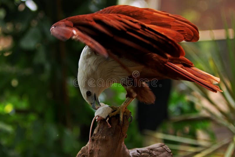 An Eagle is Eating a White Mouse. Stock Photo - Image of gracefully ...