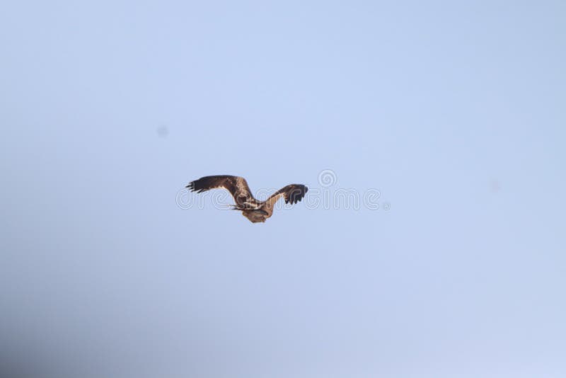 An Eagle Eats a Pigeon in the Field of Corn Stock Photo - Image of ...