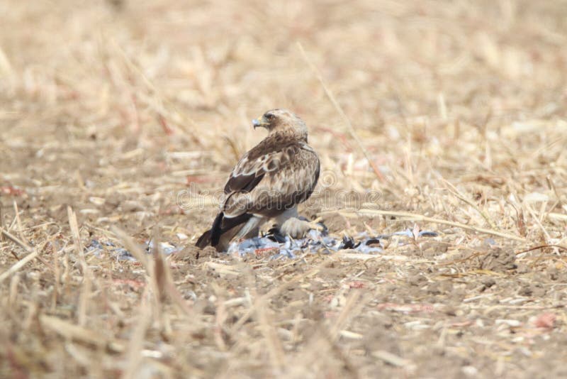 An Eagle Eats a Pigeon in the Field of Corn Stock Image - Image of ...