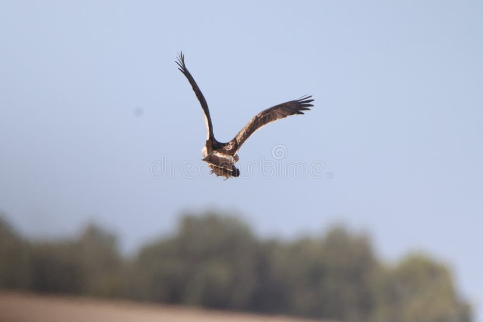 An Eagle Eats a Pigeon in the Field of Corn Stock Photo - Image of eats ...