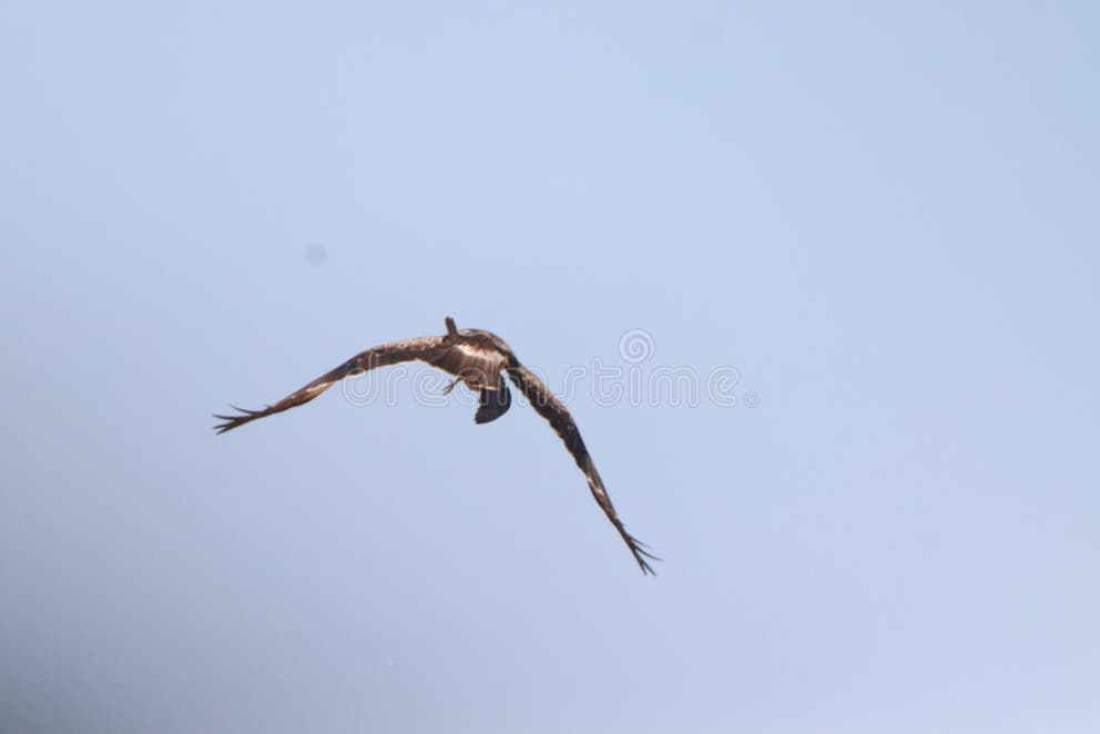 An Eagle Eats a Pigeon in the Field of Corn Stock Photo - Image of eats ...