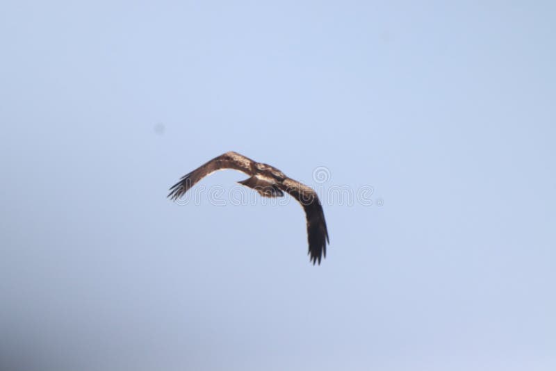 An Eagle Eats a Pigeon in the Field of Corn Stock Image - Image of ...