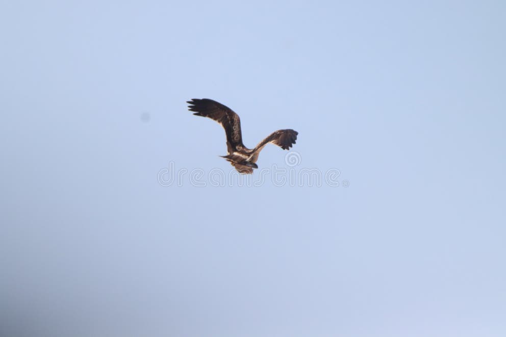 An Eagle Eats a Pigeon in the Field of Corn Stock Photo - Image of eats ...