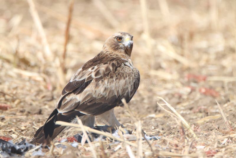An Eagle Eats a Pigeon in the Field of Corn Stock Image - Image of ...