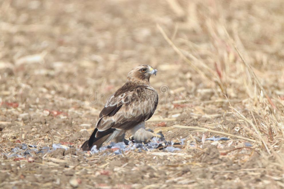 An Eagle Eats a Pigeon in the Field of Corn Stock Image - Image of ...