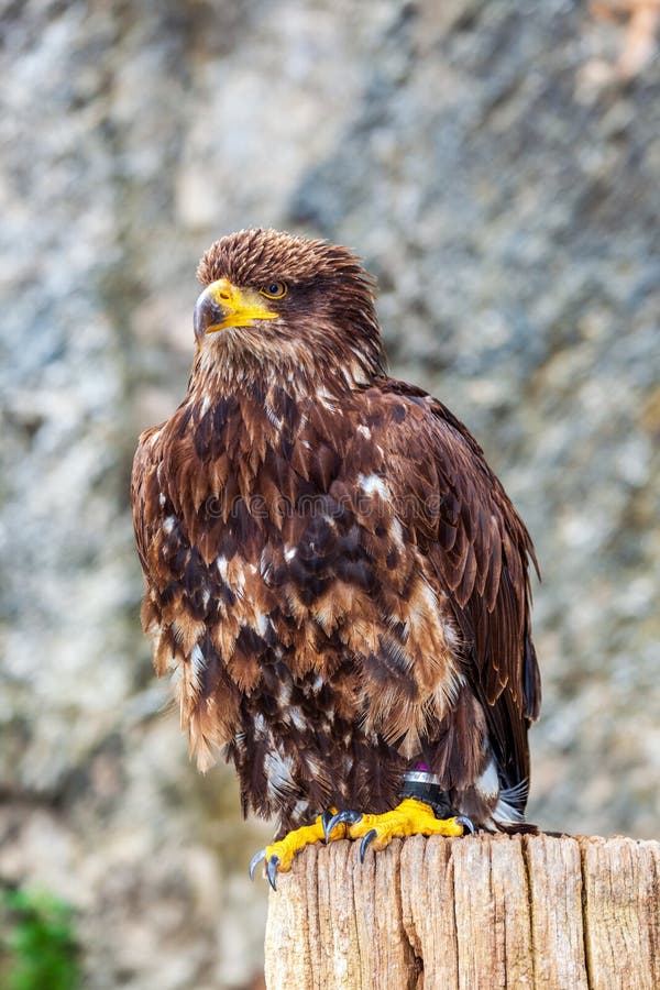 Eagle stock image. Image of black, face, falcon, claws - 209226407